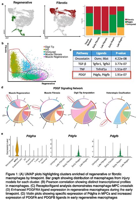 2602 Macrophage Pdgf Signaling To Mesenchymal Progenitors Drives