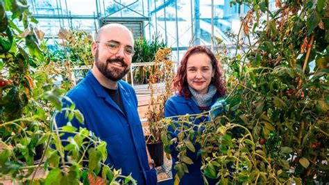 Rooted In Survival Tomato Plants Ingenious Drought Defense Uncovered
