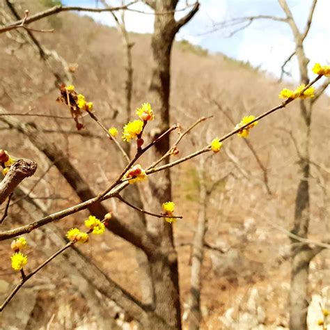 대운산에 봄이오나봄🌸 울산여행 울주여행 울산광역시 울주군 한국산림복지진흥원 국립대운산치유의숲
