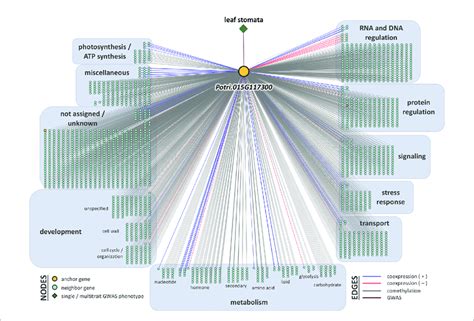 One Hop Multi Omic Network For The Gene Potri015g117300 Which Was
