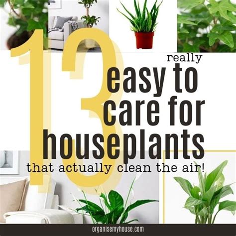 House Plants That Purify Air