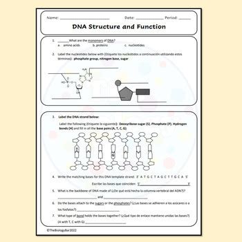 ESL ELL Biology DNA Worksheet Structure Function With Digital Format