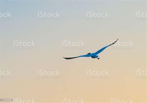 가을 이른 아침에 일출에 다채로운 하늘에서 비행 하는 Egret 백로에 대한 스톡 사진 및 기타 이미지 백로 왜가리속 0