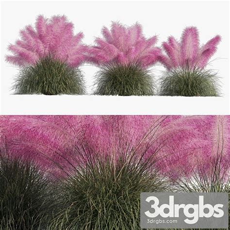 Download Muhlenbergia Capillaris Pink Muhly Grass Model 3drgbs