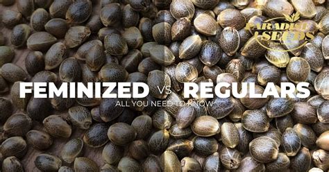 Feminized Vs Regular Cannabis Seeds Paradise Seeds