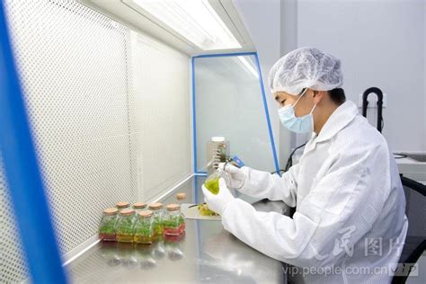 江苏张家港：科技育苗备春耕 人民图片网