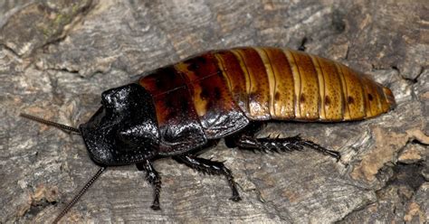 Hissing Cockroach Nature S Unusual Insect