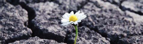 Driving Climate Resiliency