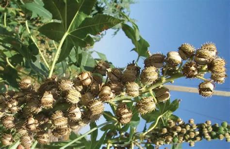 How To Use Castor Seed For Fertility Emerging Benefits And Side Effects