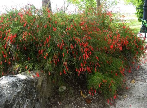 Firecracker Bush Red 6 Pot By Uplant Patio Lawn And Garden