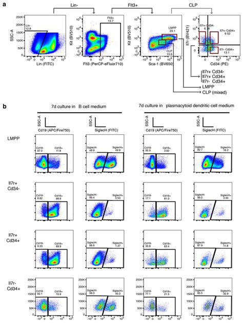 Sorting Strategy For In Vitro Differentiation Of B Cell And Pdc