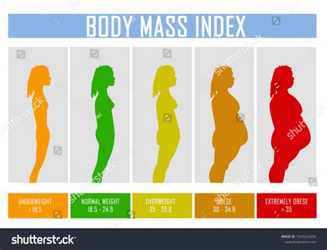 바디 유형이 다른 바디 질량 지수bmi 스톡 일러스트 1925024996 Shutterstock
