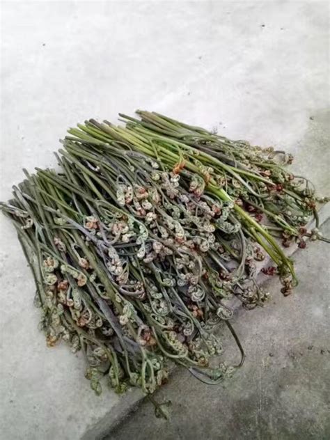 舌尖上的美味之神秘的野菜 估計就算吃過的也沒幾個人知道叫什麼 每日頭條
