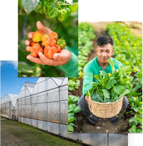 About Dizon Farms Dizon Farms Delivers