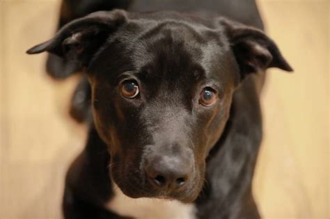 How To Put Weight On A Diabetic Dog Guide All About Pets