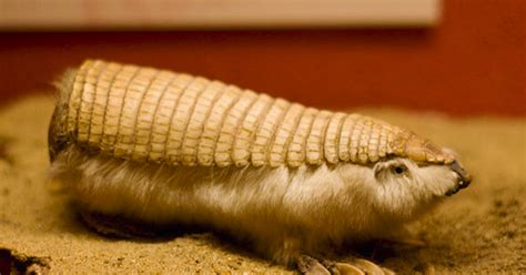 20 Extrañas imágenes de animales que seguramente no sabías que existían