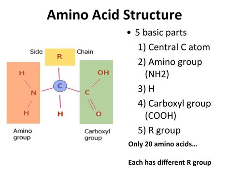 Proteins Ppt Download