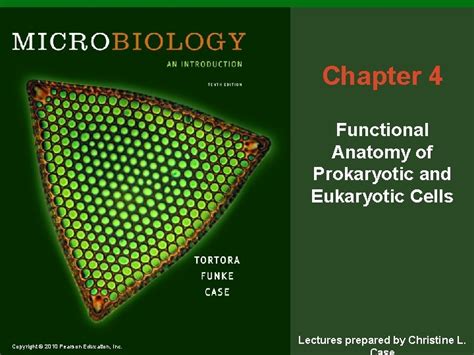Chapter 4 Functional Anatomy Of Prokaryotic And Eukaryotic