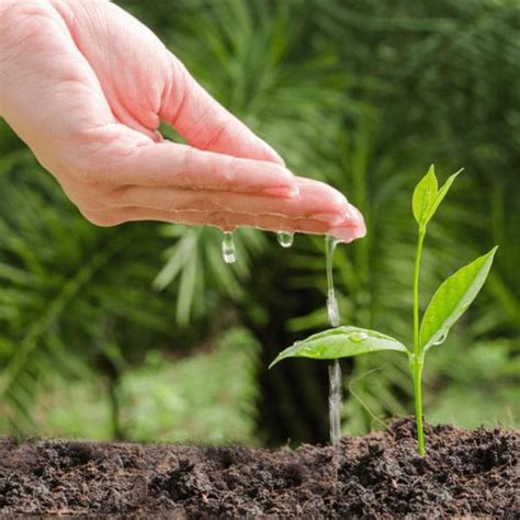 Ber Tree Exploring The Riches Of The Ber Tree Grow Billion Trees