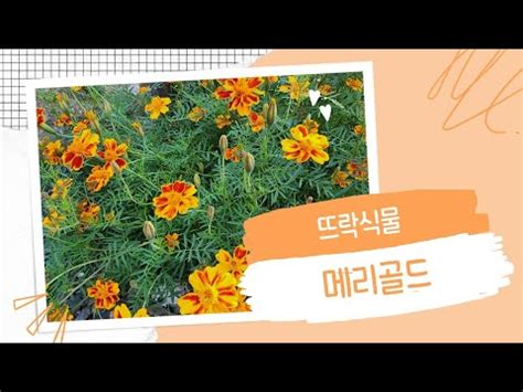 아메리칸 메리골드 꽃 감상 한번 해 보실게요 YouTube