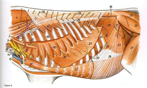 Medicina Veterinária Anatomia TopogrÁfica O TÓrax