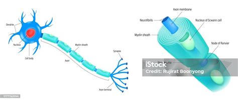 Neuron And Components Of The Myelin Sheath Vector Anatomy Of A Typical