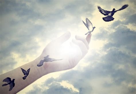 Krilja Montage Photo Pixiz