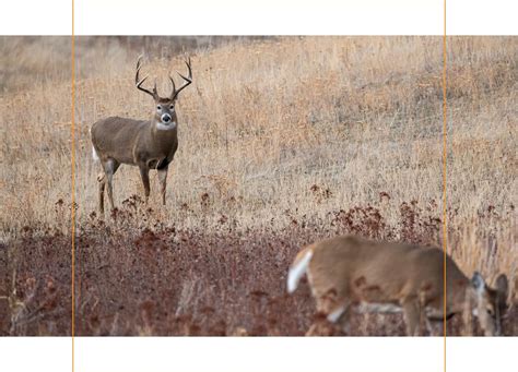 Huntstand Deer Hunting Success 🦌 Milled