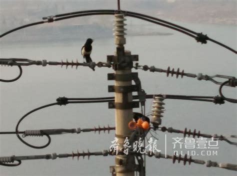 真急人 喜鹊夫妻又重新在电线杆上筑巢 该如何阻止 手机凤凰网