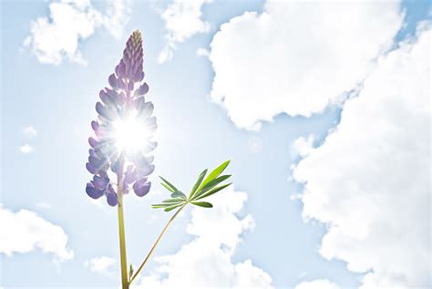 Lupinus 일명 루 팡 또는 루피 너 스속의 현 화 식물에 콩과 식물 가족 Fabaceae 보라색 0명에 대한 스톡 사진 및