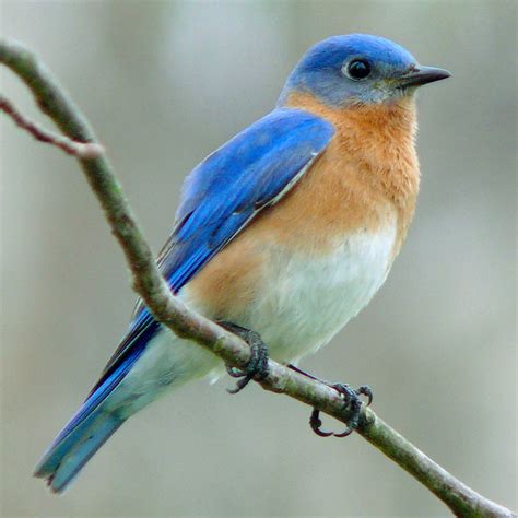 From The Field Bluebird Trail Conserving Carolina