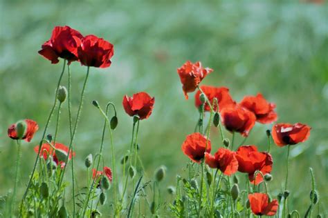 Sommar Sol Landskap Gratis foto på Pixabay