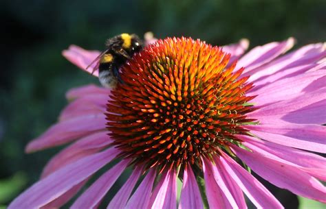 The Best Flowers For Bees And Easy Ways To Make Your Garden Bee