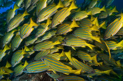Dive In World Class Malpelo With Hundreds Of Sharks Seacrush