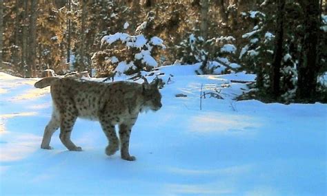 Edhe Macja E Egër Mbrohet Me Ligj Të Dyshuarin E Pret Dënimi Gazeta Online Insajderi