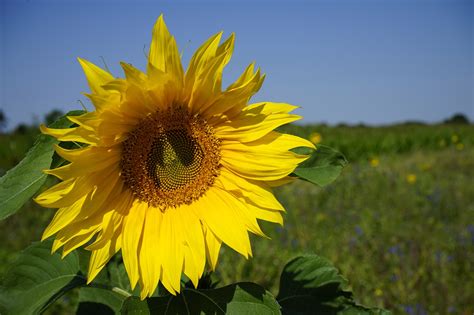 해바라기 필드에 여름 Pixabay의 무료 사진 Pixabay