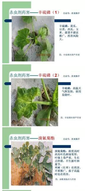 农药药害高清图谱（史上最全版）中国植物保护学会