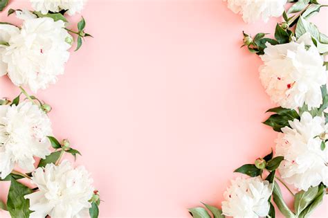 분홍색 배경에 텍스트를위한 공간이있는 흰색 모란 꽃의 프레임 모란 질감 플랫 레이 상단 보기 0명에 대한 스톡 사진 및 기타