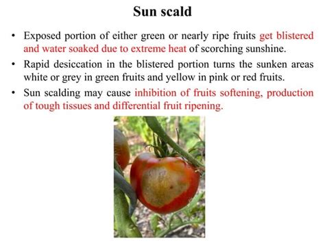 Ht 213 Physiological Disorder Of Tomatopptx