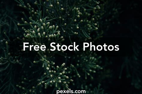 Creeping Juniper Photos Download The Best Free Creeping Juniper Stock
