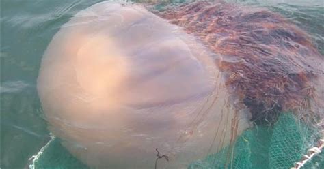 제주 해수욕장서 ‘이것 조심 관광객 ‘쏘임 사고 발생