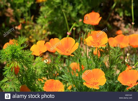 Mohnpflanze High Resolution Stock Photography And Images Alamy