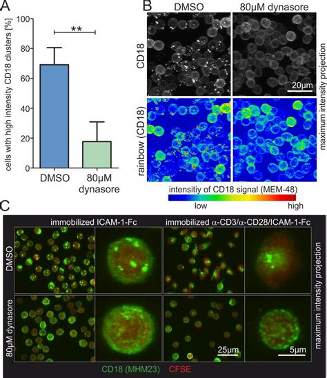 Integrin Clustering Strongly Depends On Dynamin2 In Human Cd4 T