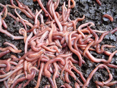 My Worms Huddling Together On A Cold Winter Day