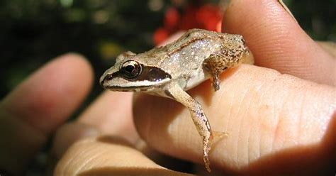 Wood Frog Missing Leg Album On Imgur