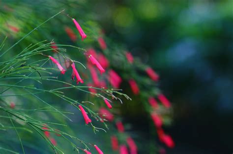 ハナチョウジ花丁子 Russelia equisetiformis 20110927 DSC08698 4 4M Flickr