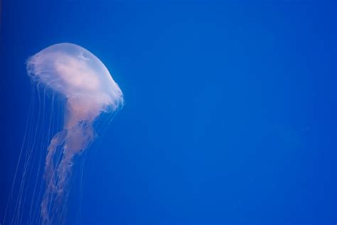 The History Of Nuclear Launch Codes