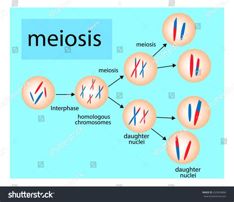 Meiosis Stock Vector 420959806 Shutterstock