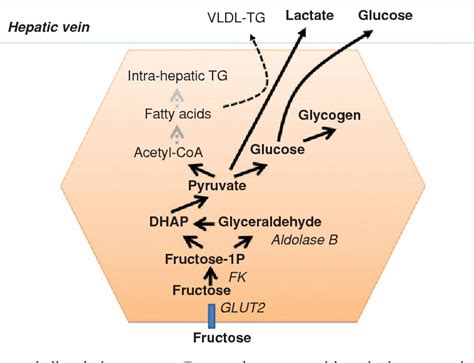 Figure 314 From 31 Fructose Sugar Consumption And Metabolic