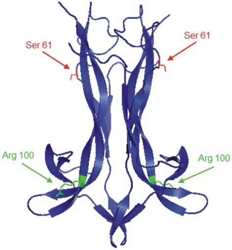 The NGF Dimer Is Depicted In Blue The Ser 61 Residues On The Two